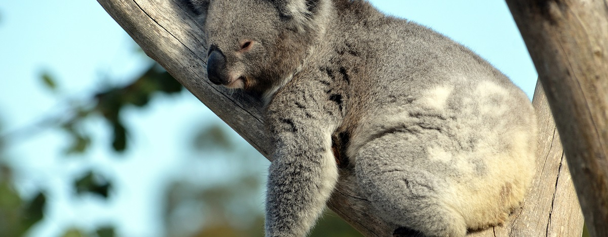 Gesunder Schlaf – so kannst du besser schlafen - mkk